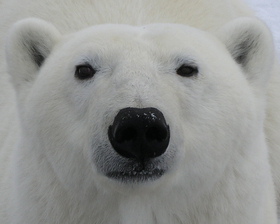 Polar Bear Face Template