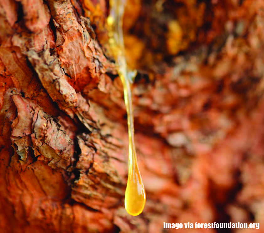 Tree Sap Is A Sticky Nuisance That Can Cause Damage To Hardscapes 