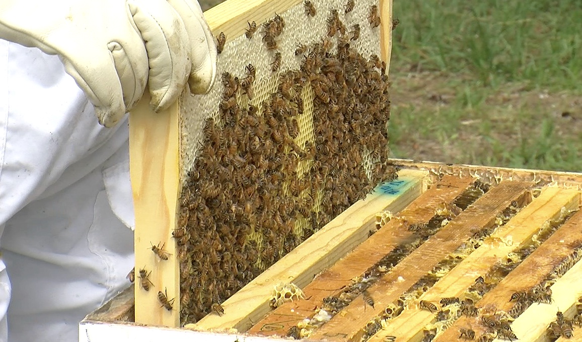 Hive Life - Honey Bees