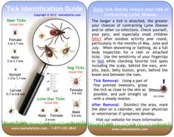Florida tick identification chart - bankingfiko