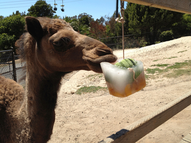 Camel Eating Kid Memes