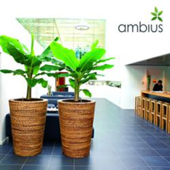 Ambius Supports National Plants at Work Week