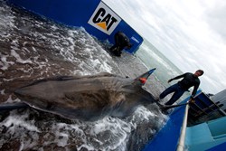 Largest Great White Shark Expedition in U.S. History to be launched by ...
