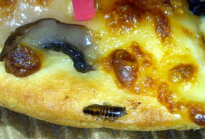 Cockroach in Pizza Leads to Shut Down of Restaurant, My Cleaning ...