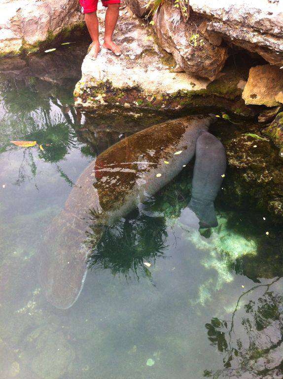 Female Manatee Reproductive Organs