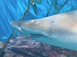 Fun Spring-Break Explorations for Kids at The Maritime Aquarium at Norwalk