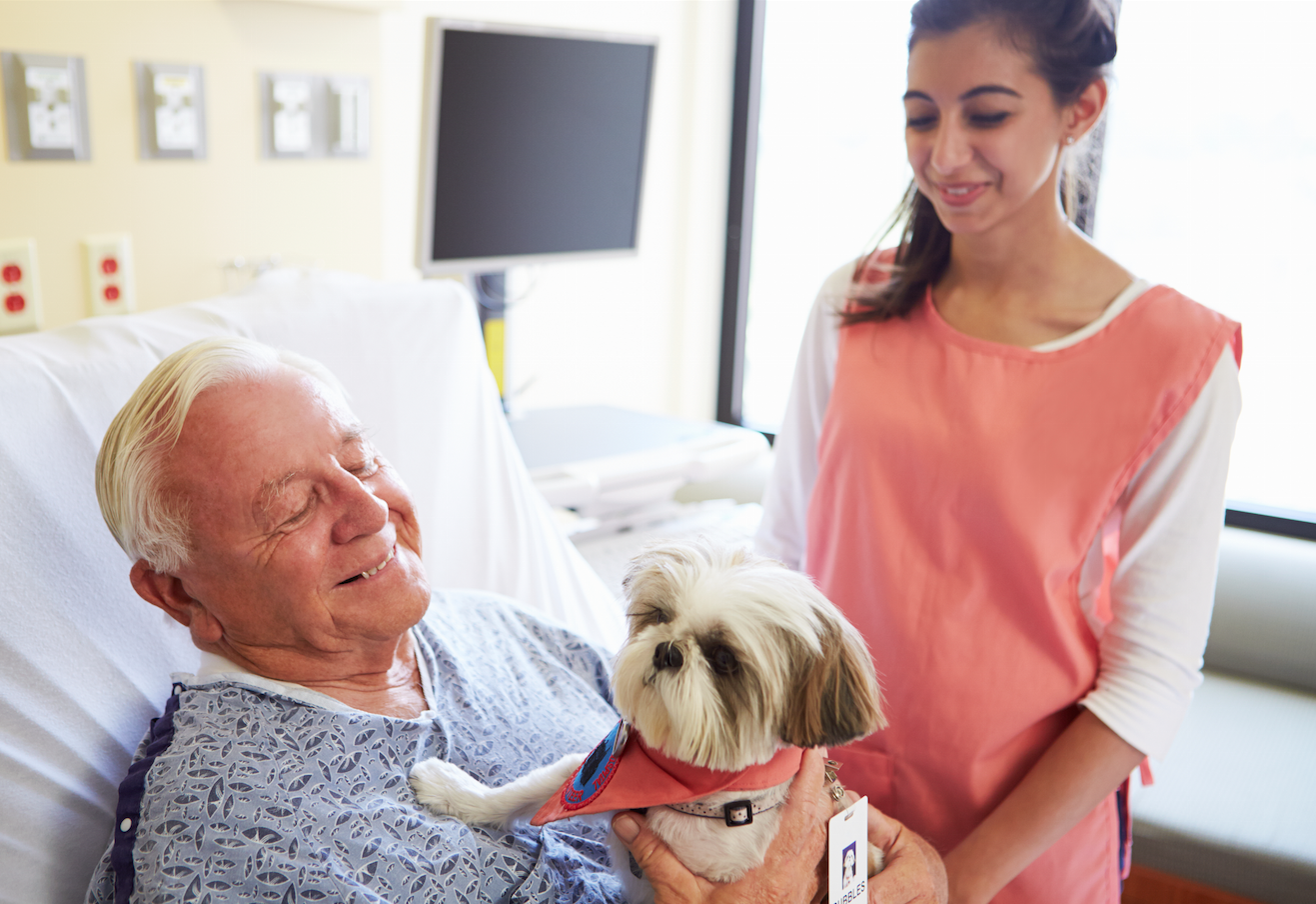 New Research to Study Therapy Dog Visits for Elderly ICU Patients