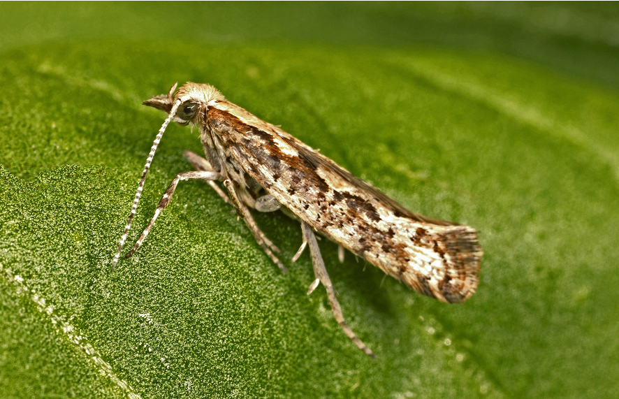 HARVANTA 50SL Gives Vegetable Growers a New Option for Broad Spectrum ...