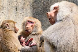New Baby Welcomed by Baboon Troop, Grows to Sixteen at Oakland Zoo