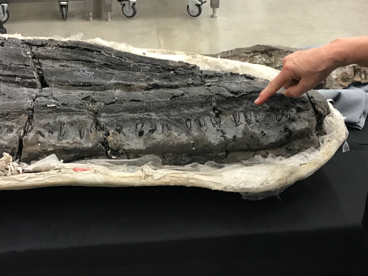 Ichthyosaur Expedition Returns to Northern Nevada
