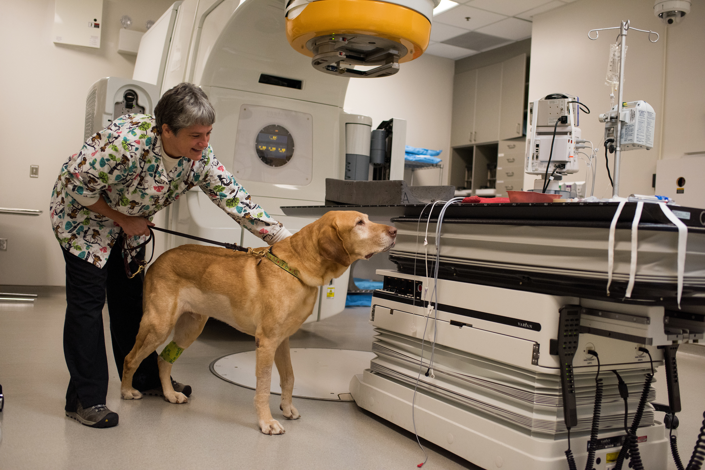 The V Foundation Announces Canine Comparative Oncology Grant Program