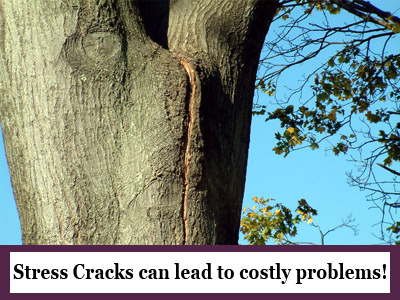 Cabling Weak, Heavy Branches is Important for the Health and Safety of ...