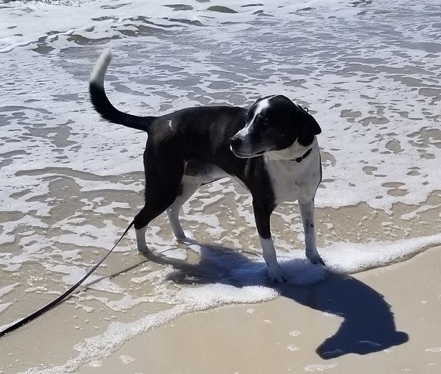 VetStem Biopharma is Pleased to Share the Success Story of Rascal who ...