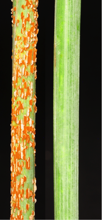 Wheat Lines From 2Blades, CSIRO, and UMN Exhibit Exceptional Stem Rust ...