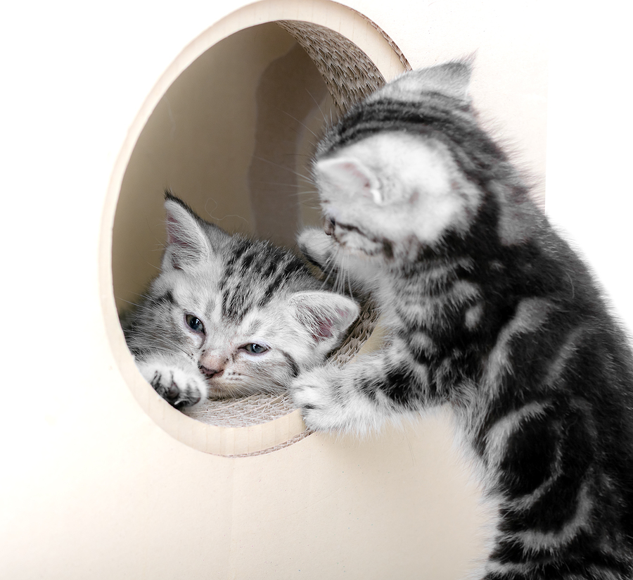 Million Cat Challenge: Animal Shelters Can Make Cats Sick - But Not For ...