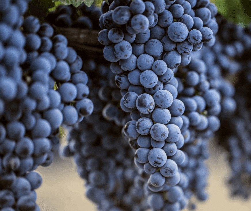 October Merlot Month Engages Millions of Wine Drinkers