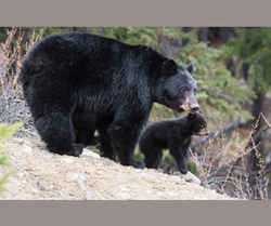 Sam Boak Warns Customers of Local Wildlife that could Damage their Property