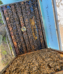 BeeHero Lands $19M to Scale Data-Driven Precision Pollination and ...