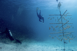 First-of-its-Kind Built Coral Reef Deployed off the Coast of